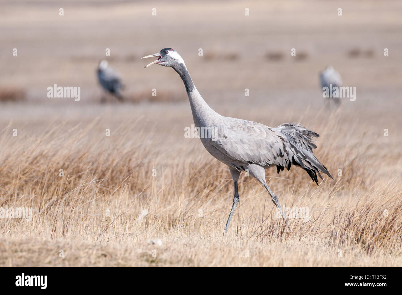 Side view common crane hi-res stock photography and images - Alamy