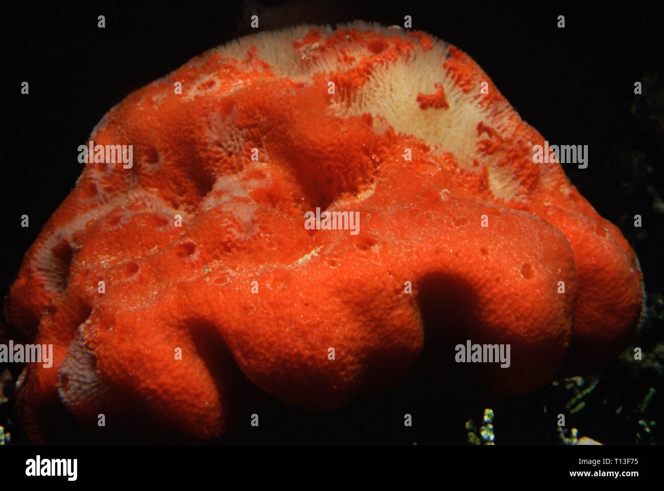 Sponge bleaching by disease or environmental trouble Stock Photo - Alamy
