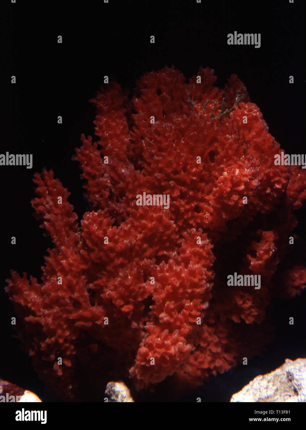 Clathria hi-res stock photography and images - Alamy