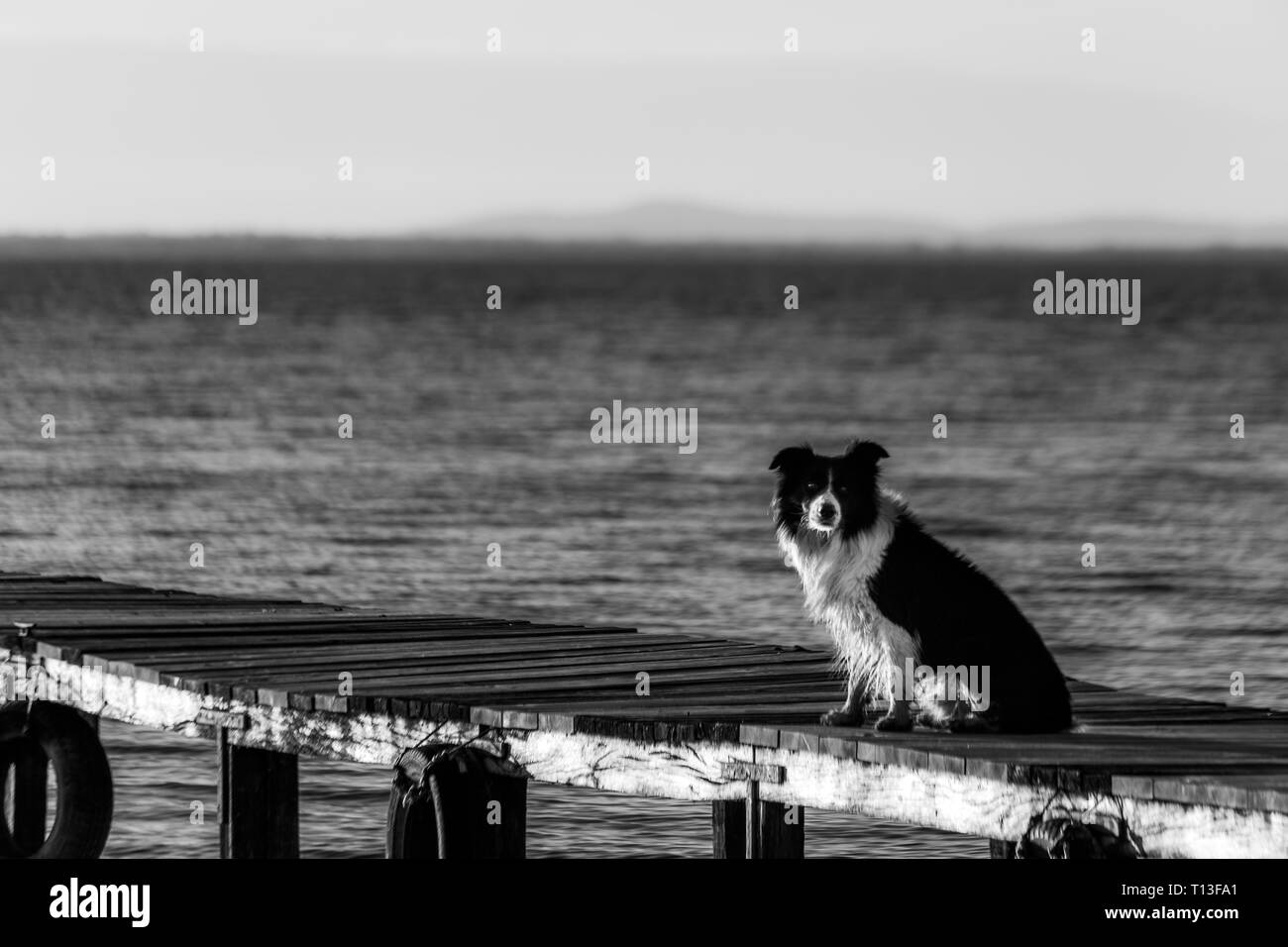 Dog looking over bridge hi-res stock photography and images - Alamy