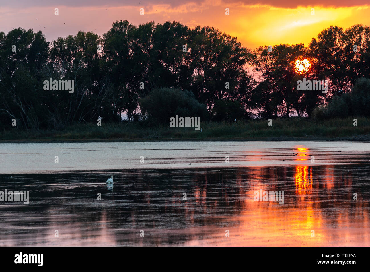 A dog on a pier overa a lake, with warm golden hour light Stock Photo ...