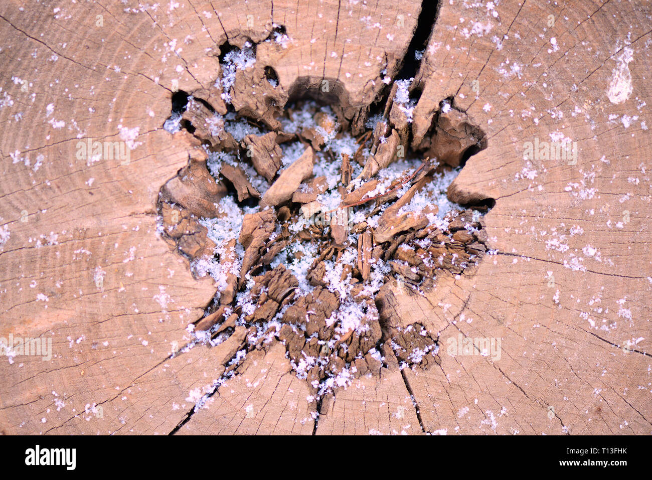 Tree rings age growth crack cross section nature ring hi-res stock ...
