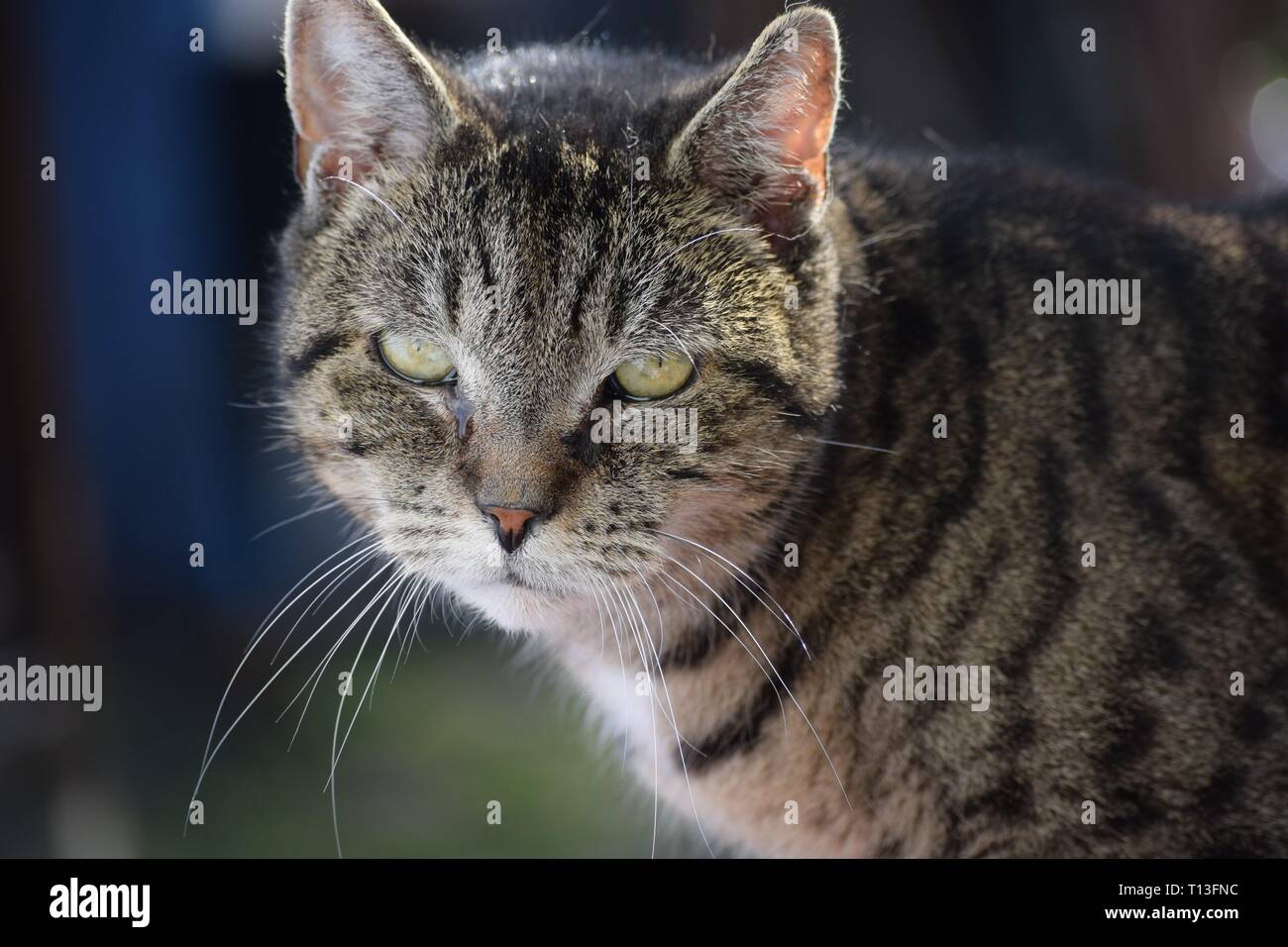 Watery eyes hi-res stock photography and images - Alamy