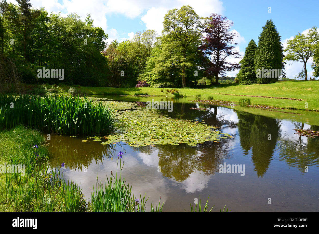 Lake in pretty gardens, Devon, UK Stock Photo - Alamy