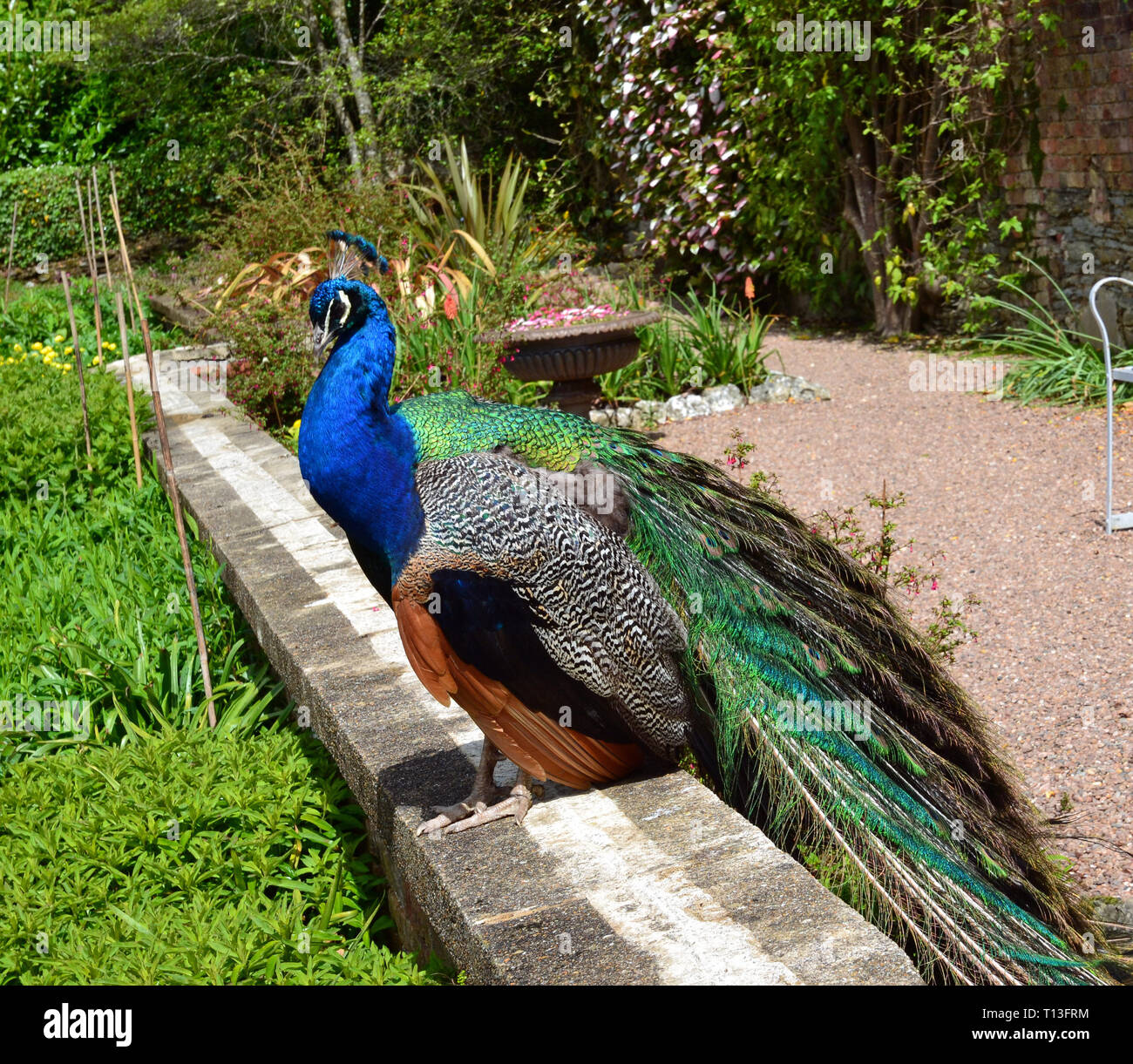 Peacock in Victorian Gardens in Devon, UK Stock Photo - Alamy