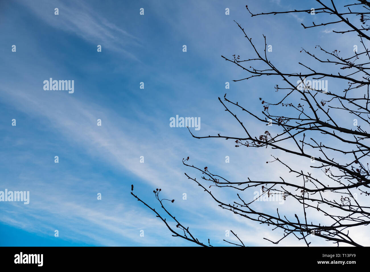 Tree branch without leaves hi-res stock photography and images - Alamy