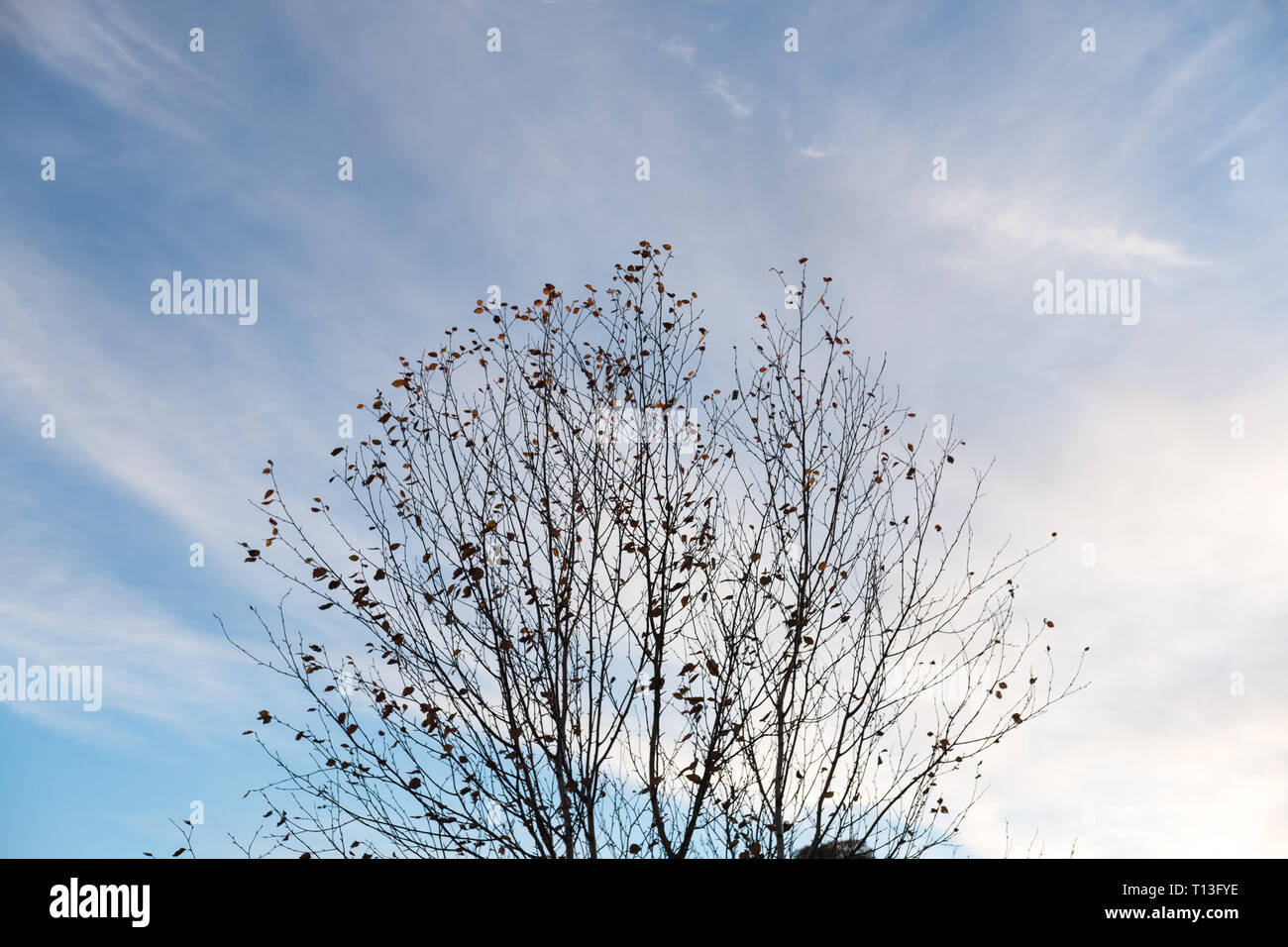 Tree Branch without leaves, autumn,winter. With sky background Stock ...