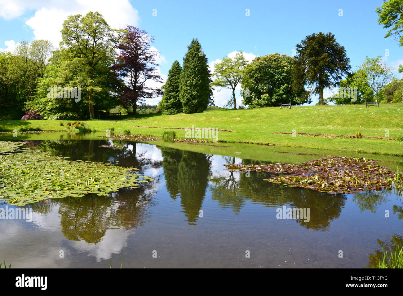 Lake in pretty gardens, Devon, UK Stock Photo - Alamy