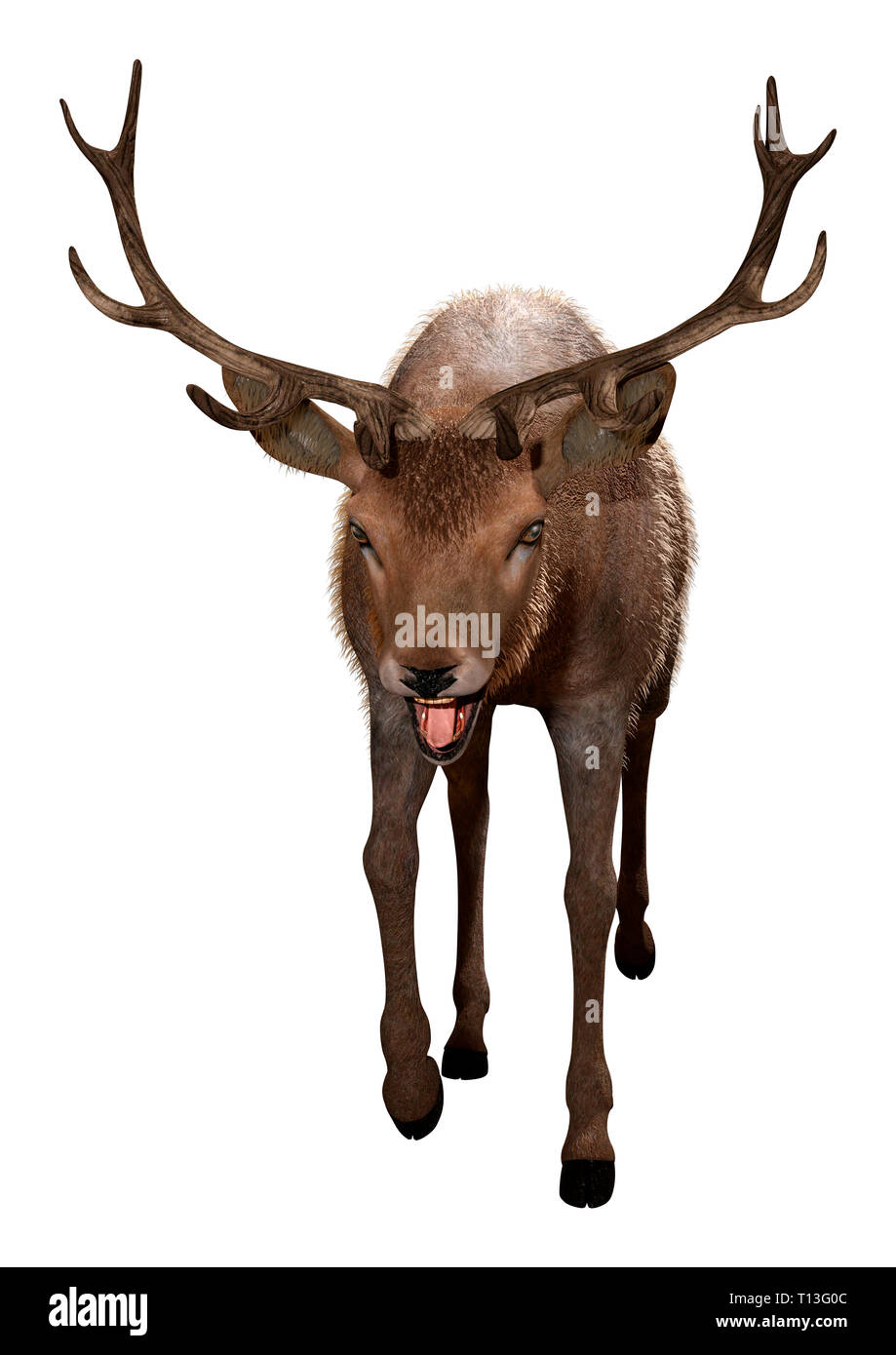 3D rendering of a male deer isolated on white background Stock Photo ...