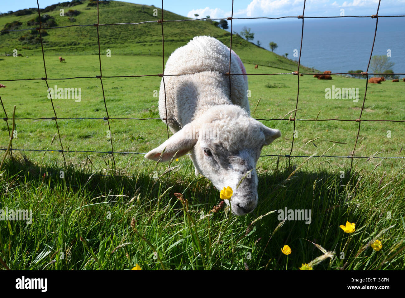 Sheep stuck cliff hi-res stock photography and images - Alamy