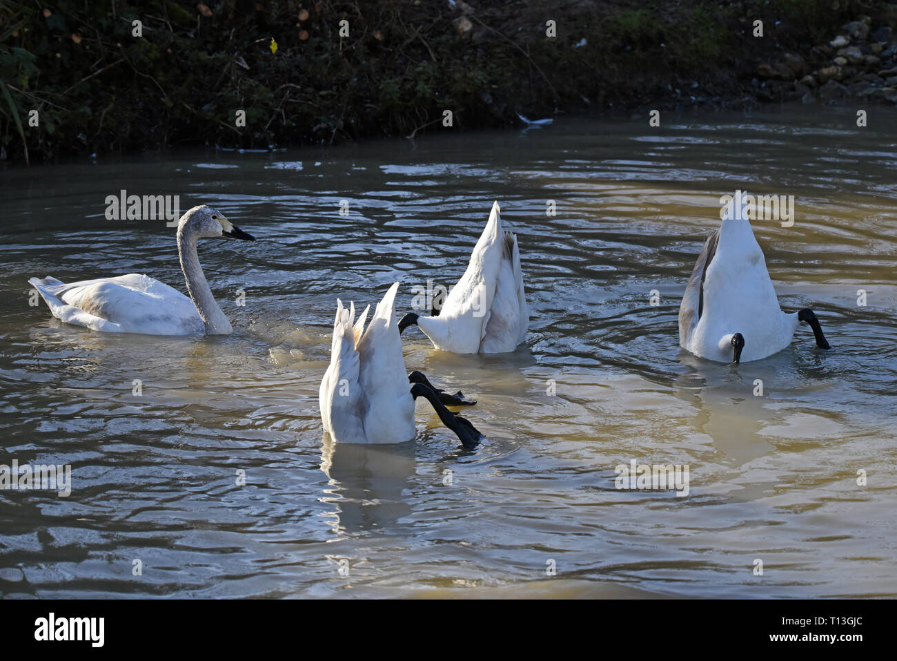 A group of 4 cygnet Bewick Swans (Cygnus bewickii) feeding in a shallow ...