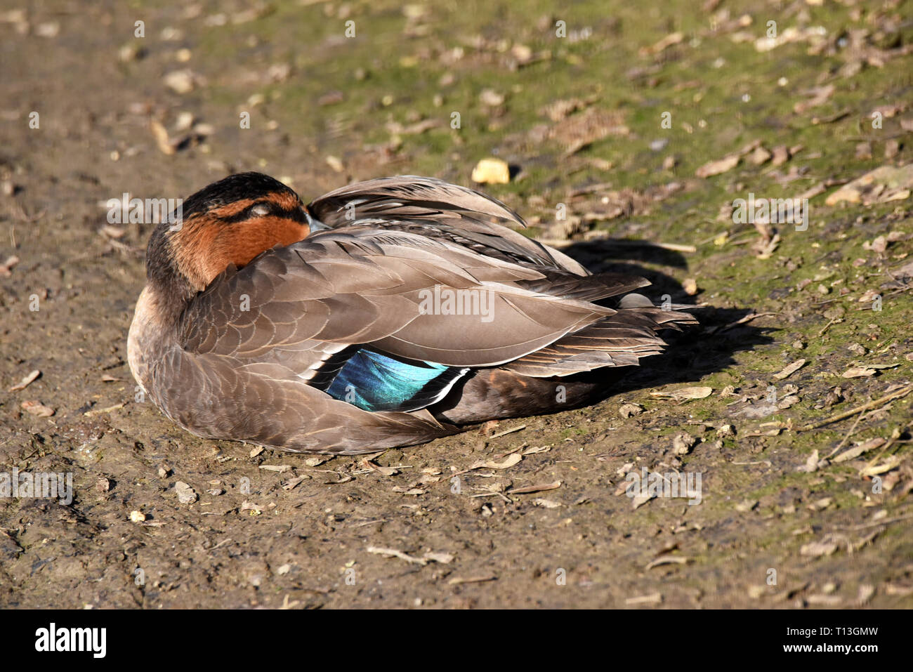 Sleeping duck hi-res stock photography and images - Alamy