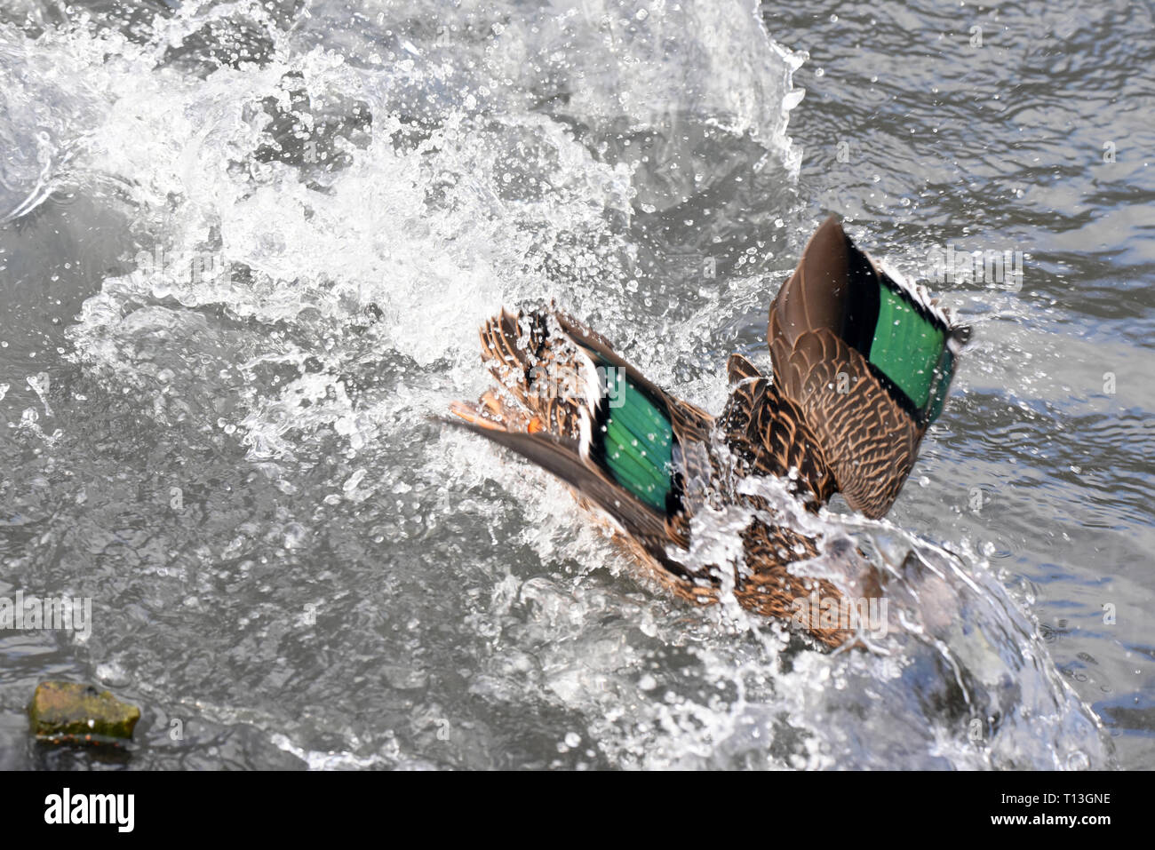 Madagascar duck hi-res stock photography and images - Alamy
