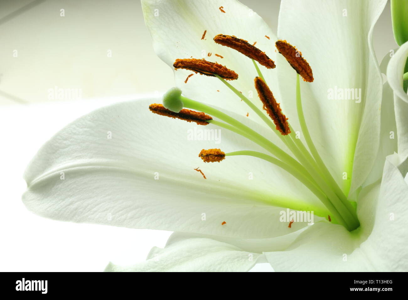 Close up of beautiful white lilies isolated on white background Stock ...