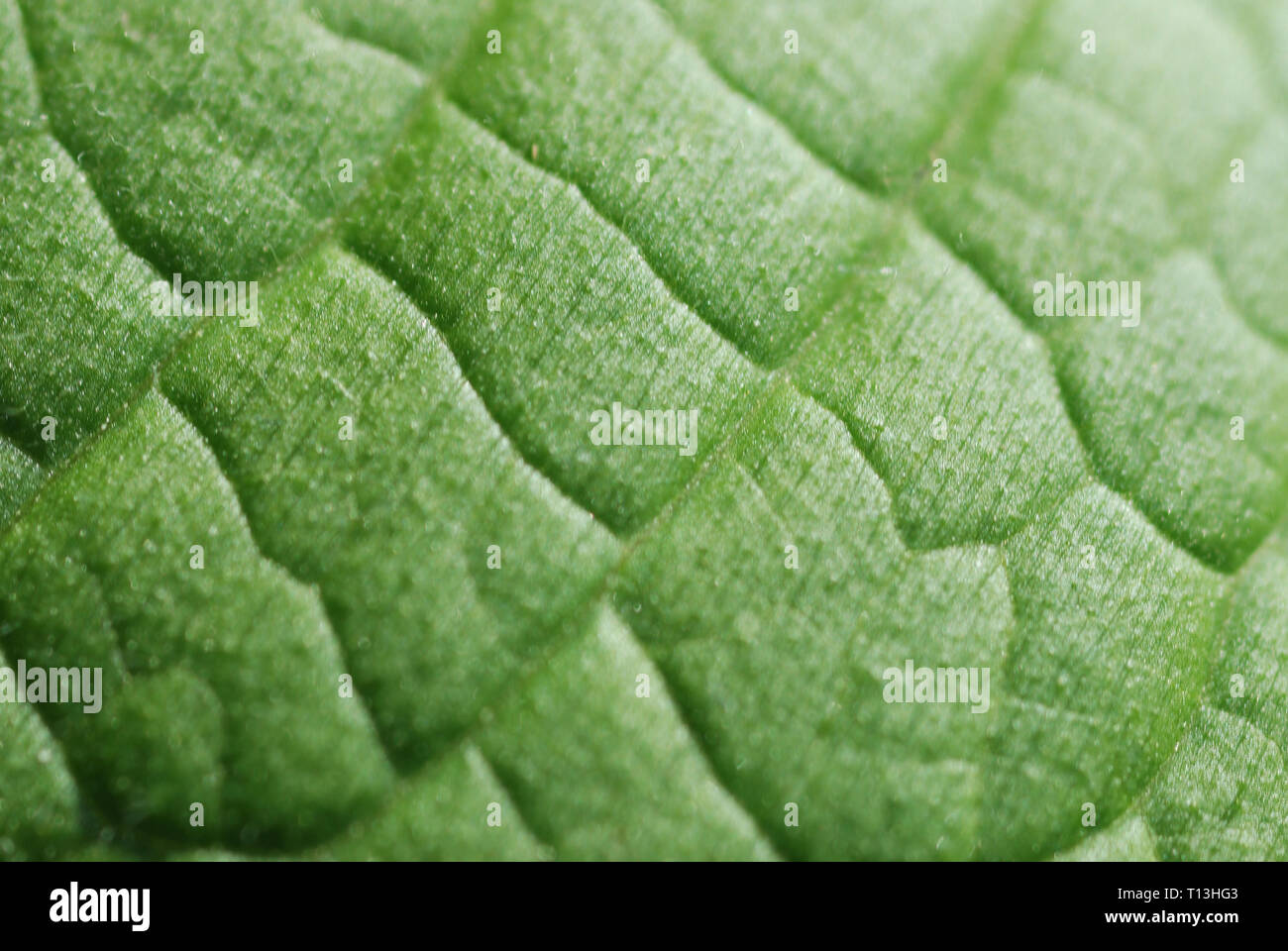 Leaf capillaries hi-res stock photography and images - Alamy