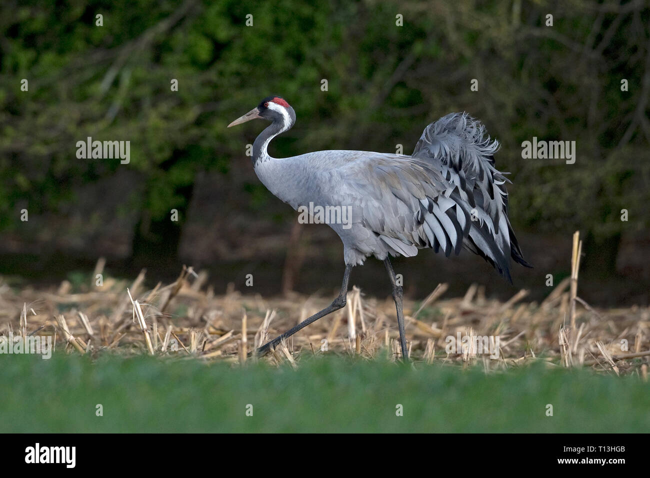 Common Crane (Grus grus Stock Photo - Alamy