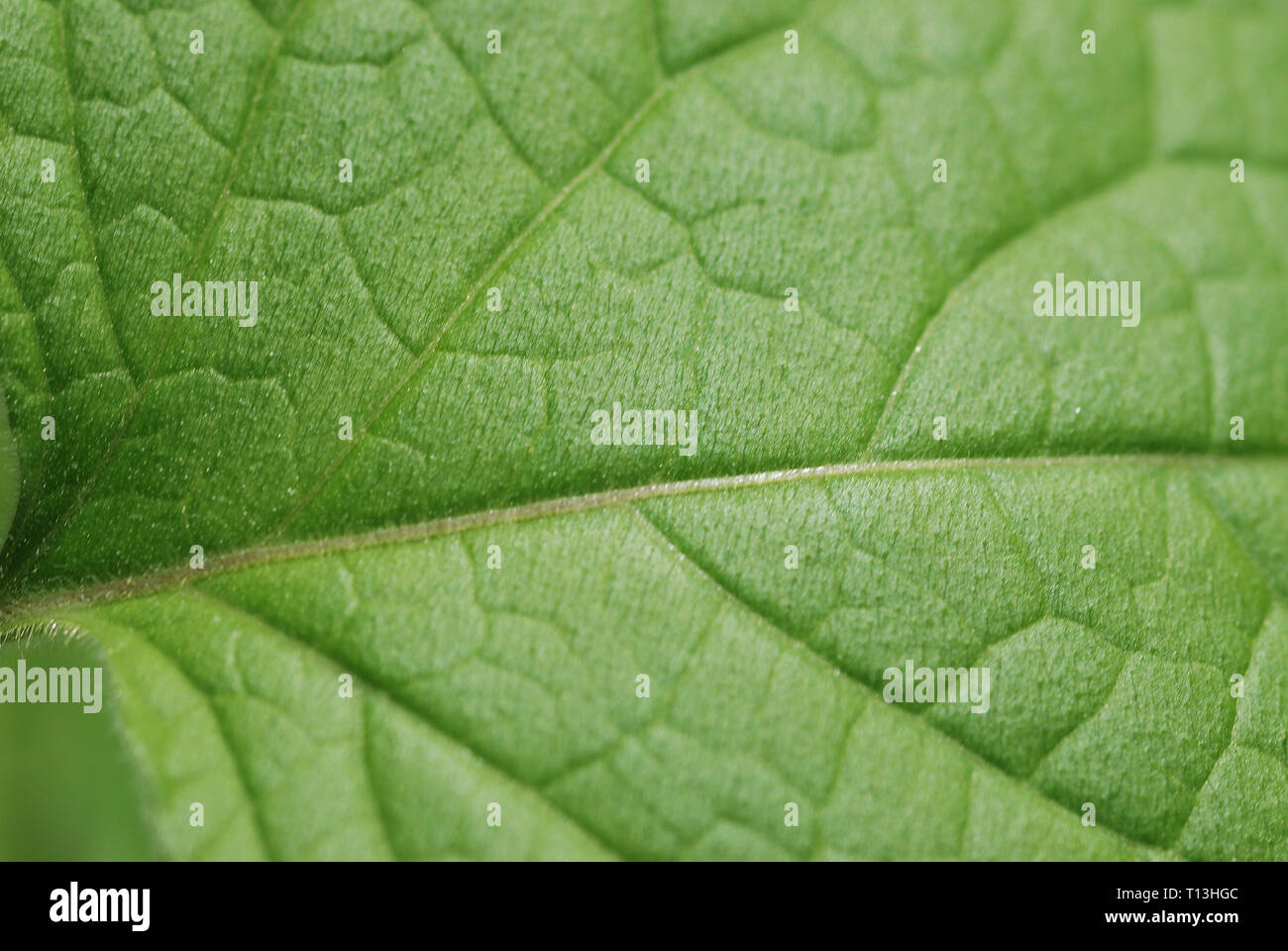 Leaf capillaries hi-res stock photography and images - Alamy