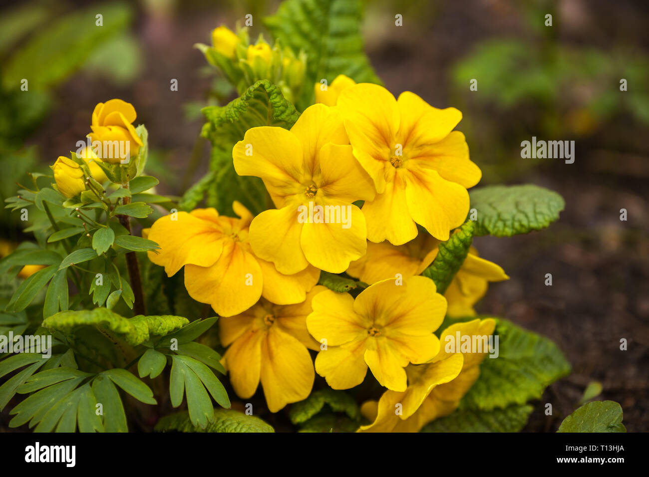 Primrose Flower Bed High Resolution Stock Photography and Images - Alamy