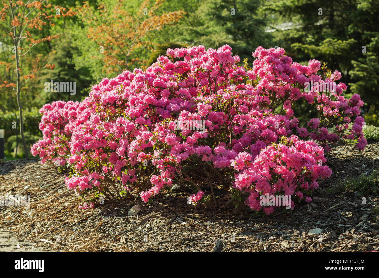 Colourful spring shrub hi-res stock photography and images - Alamy