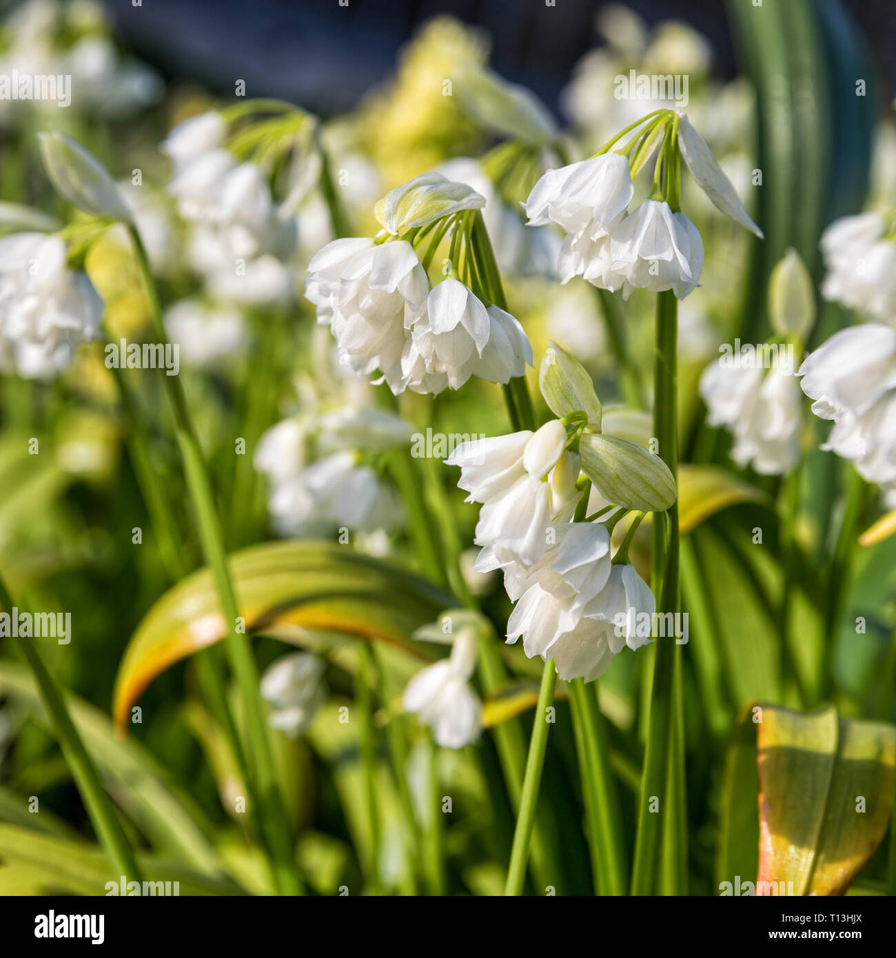 Blooming Allium paradoxum, the few-flowered garlic or few-flowered leek ...