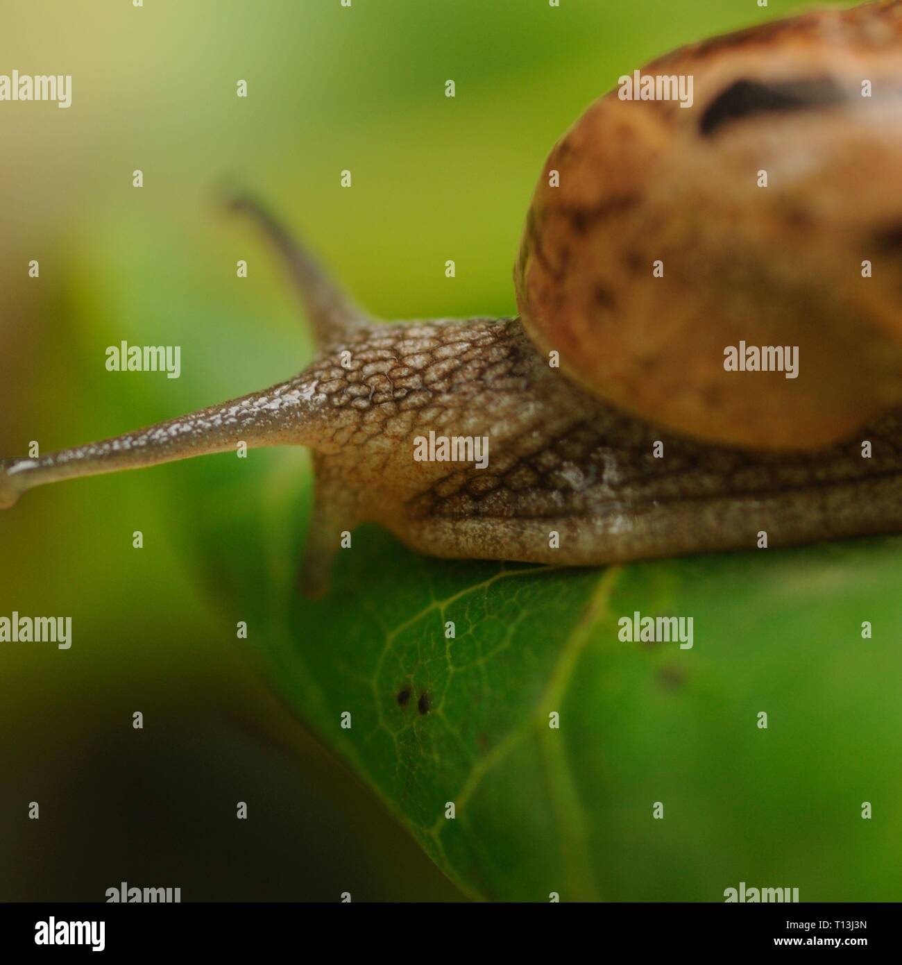 Snails eyes hi-res stock photography and images - Alamy
