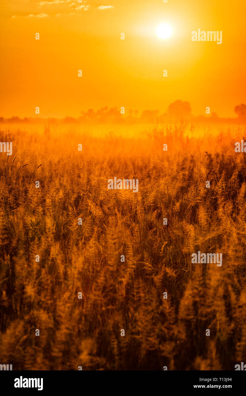 African grassland illuminated by brilliant yellow sunset in Okavango ...