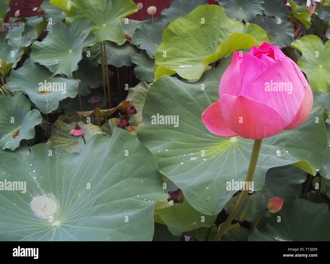 Indian Lotus, Sacred Lotus, Bean of India Stock Photo - Alamy