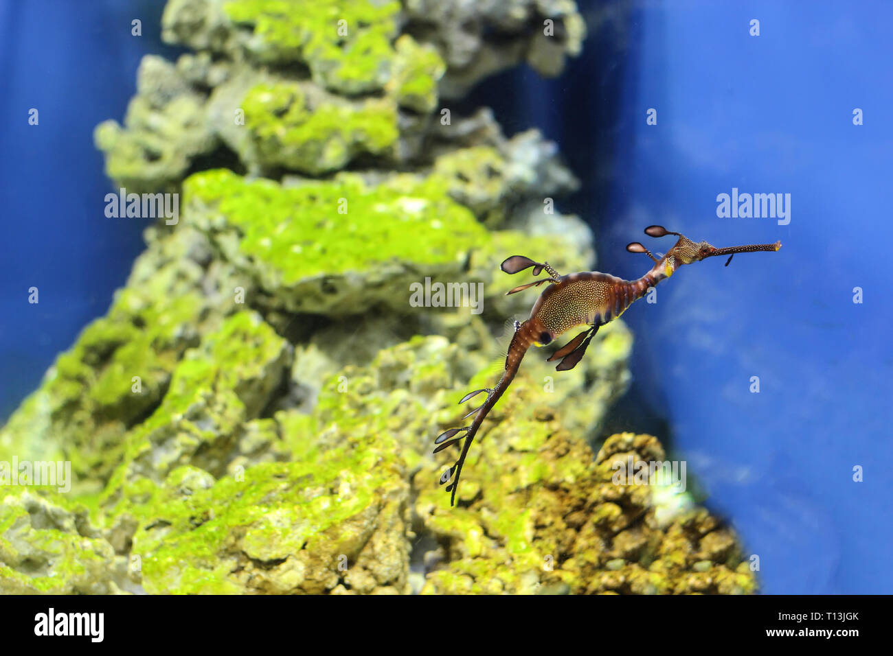Sea Dragon fish closeup in the aquarium background Stock Photo - Alamy