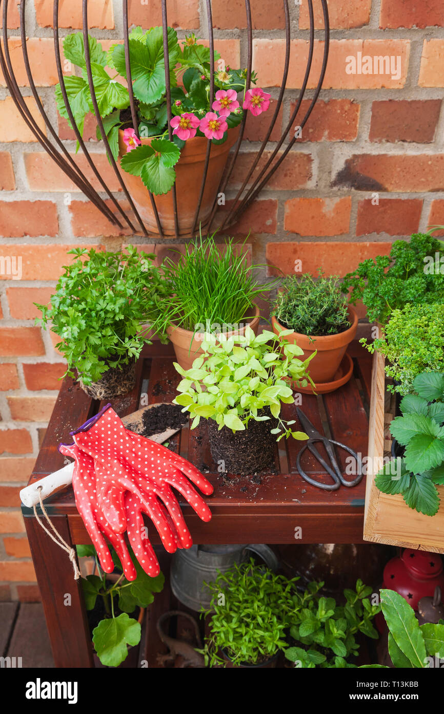 Spice plants hi-res stock photography and images - Alamy