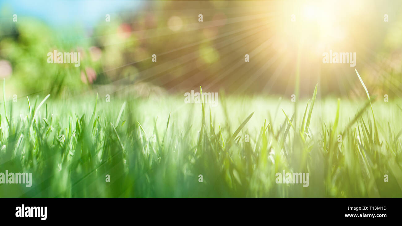 Nature background with green grass and sun Stock Photo - Alamy