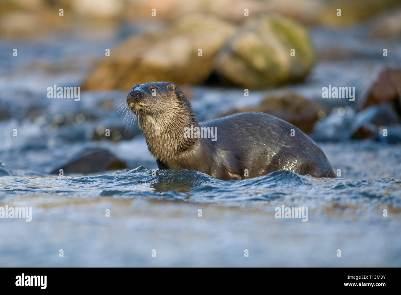 Eurasian otter on wet hi-res stock photography and images - Alamy