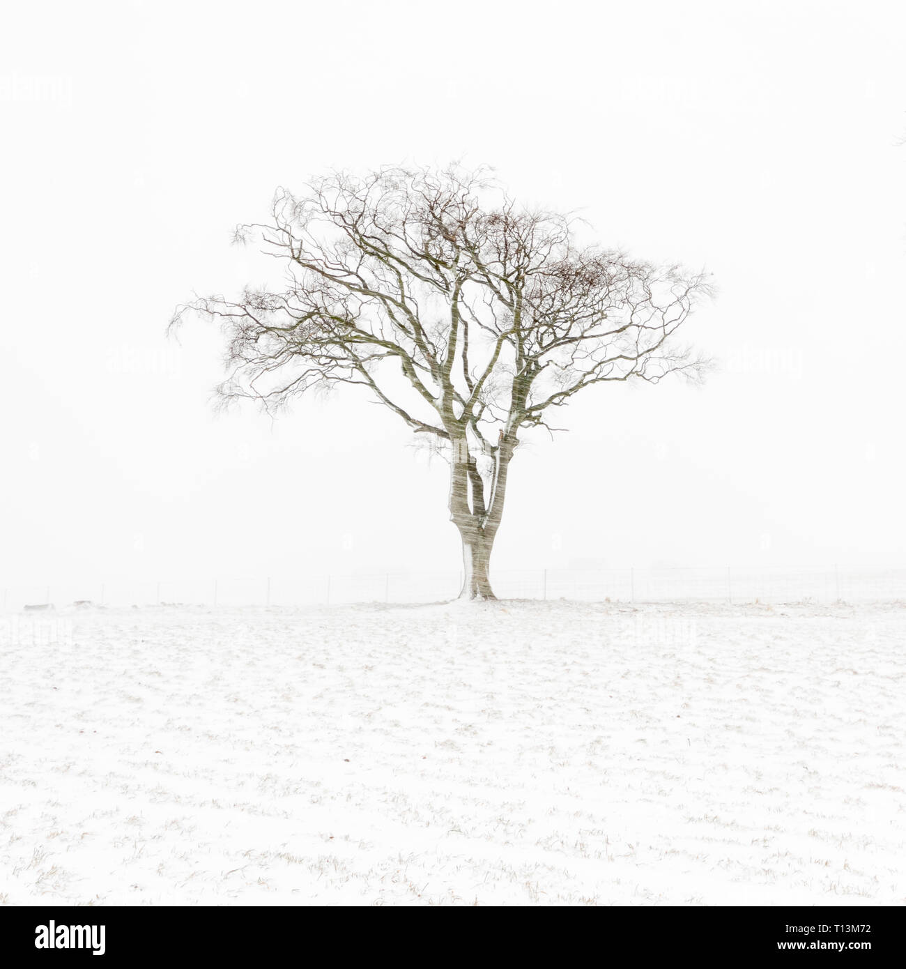 Scotland snow tree hi-res stock photography and images - Alamy