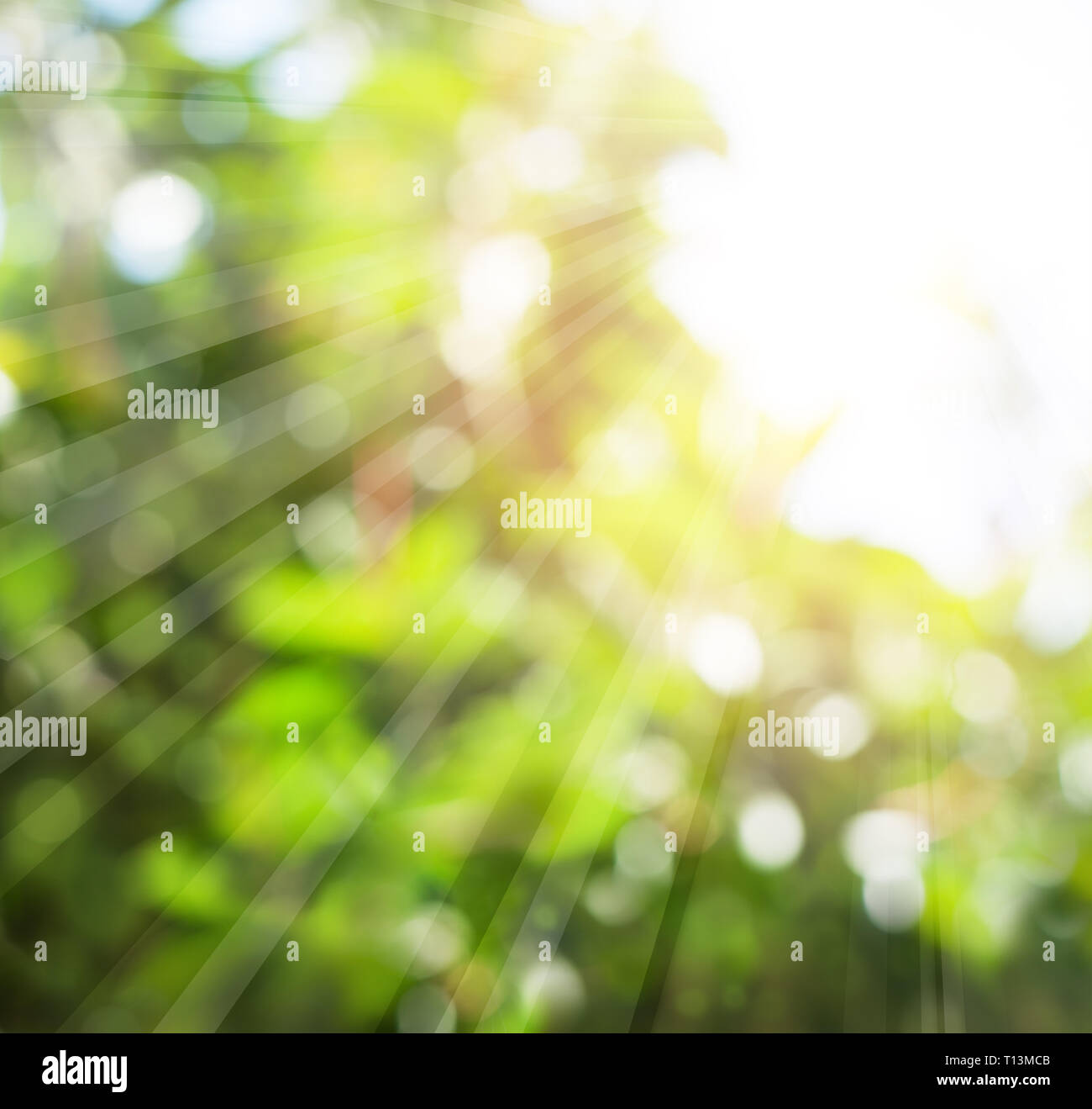 Abstract blurred greenery foliage background with sun light Stock Photo ...