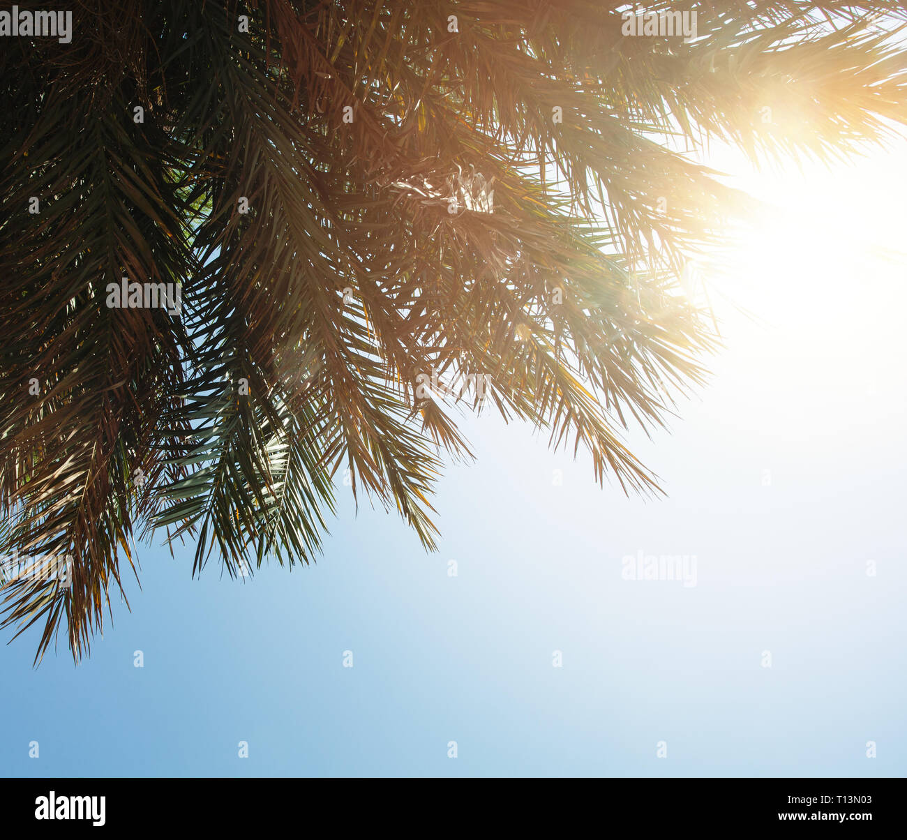 Palm background with sky and sun light Stock Photo - Alamy