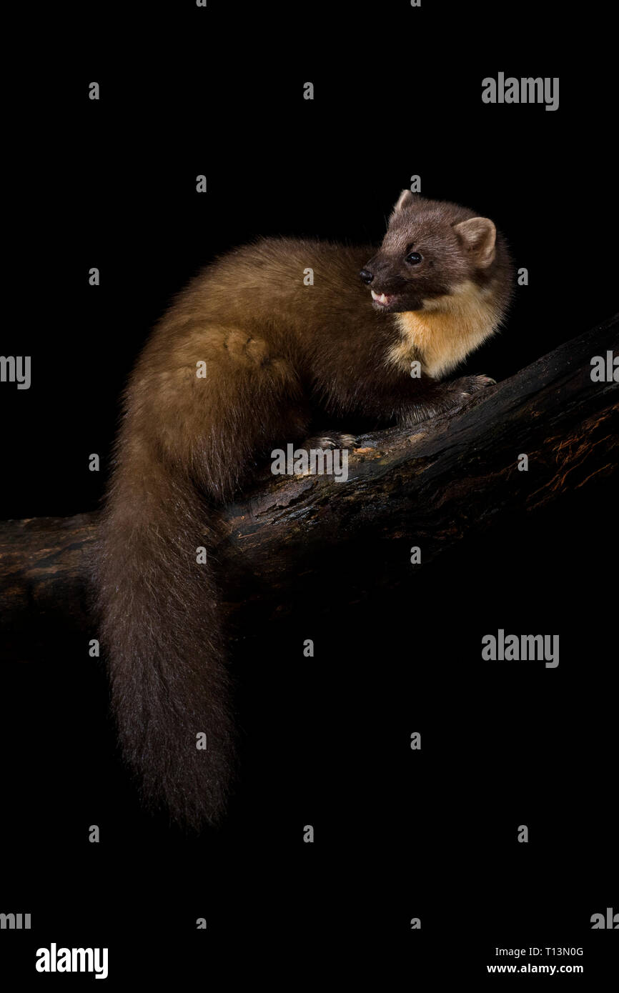 Pine marten on branch against black background Stock Photo - Alamy