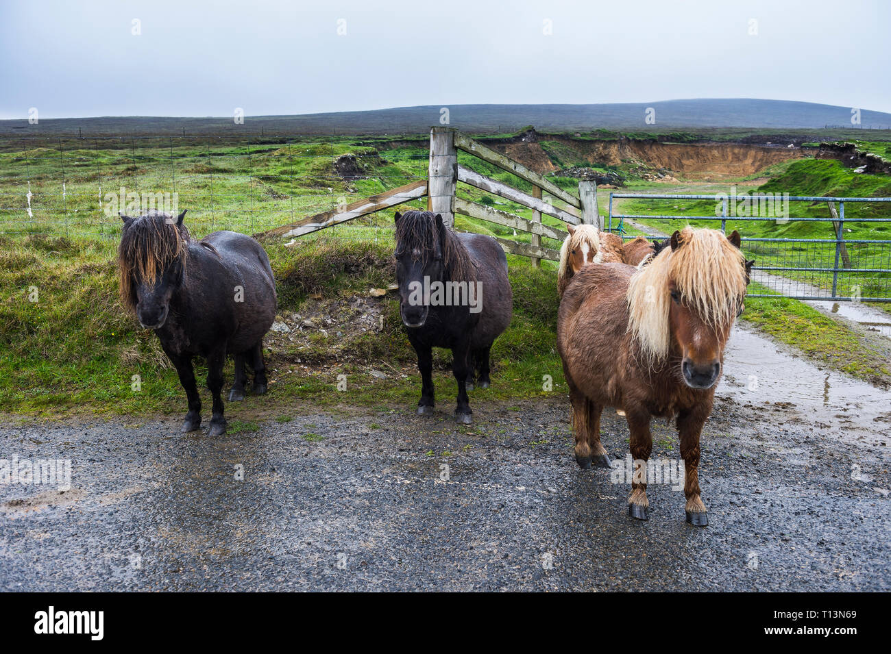 United Kingdom, Scotland, Shetland Islands, Shetland ponies Stock Photo ...