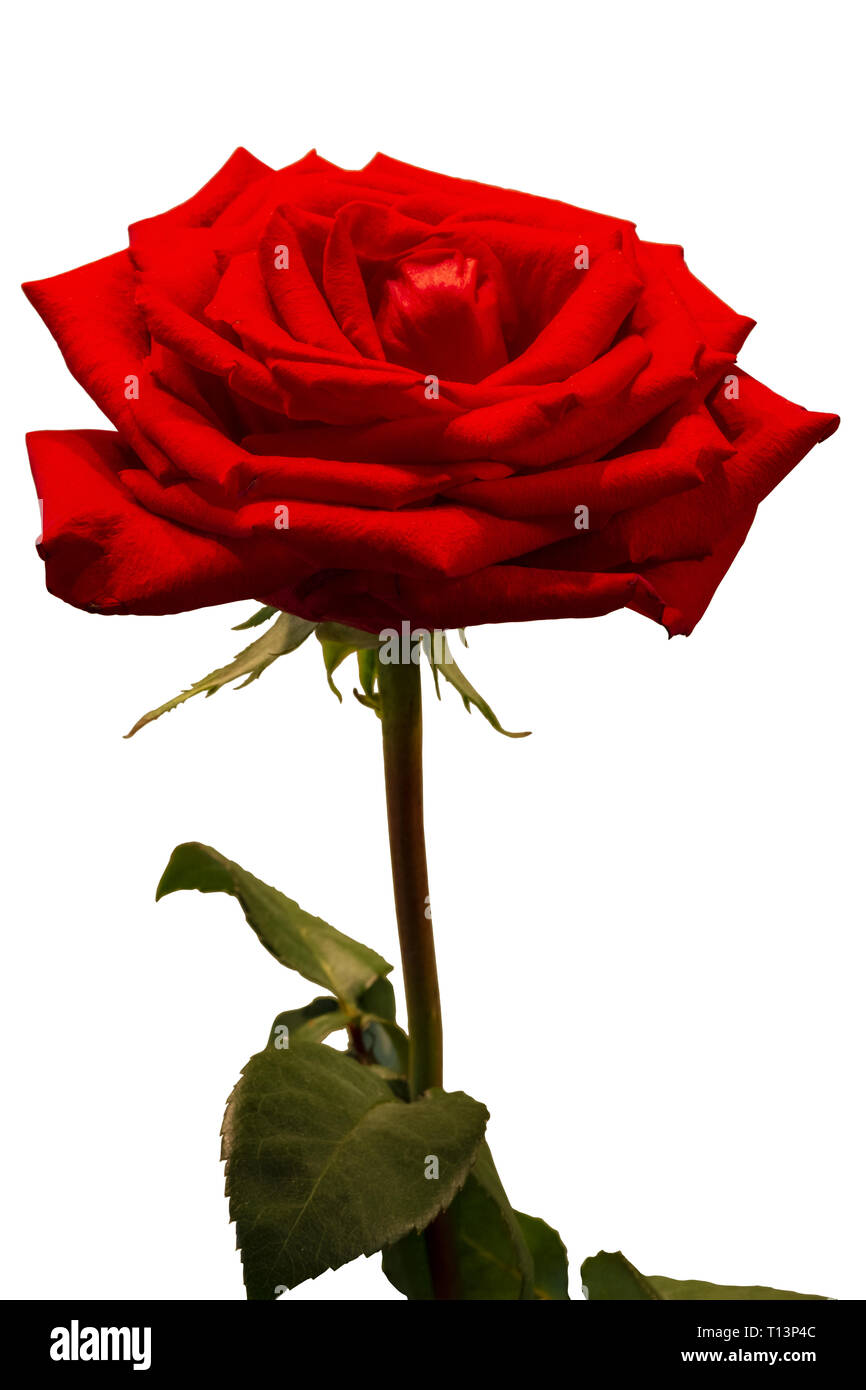 Bright red rose bud with blooming petals, isolated on white background ...