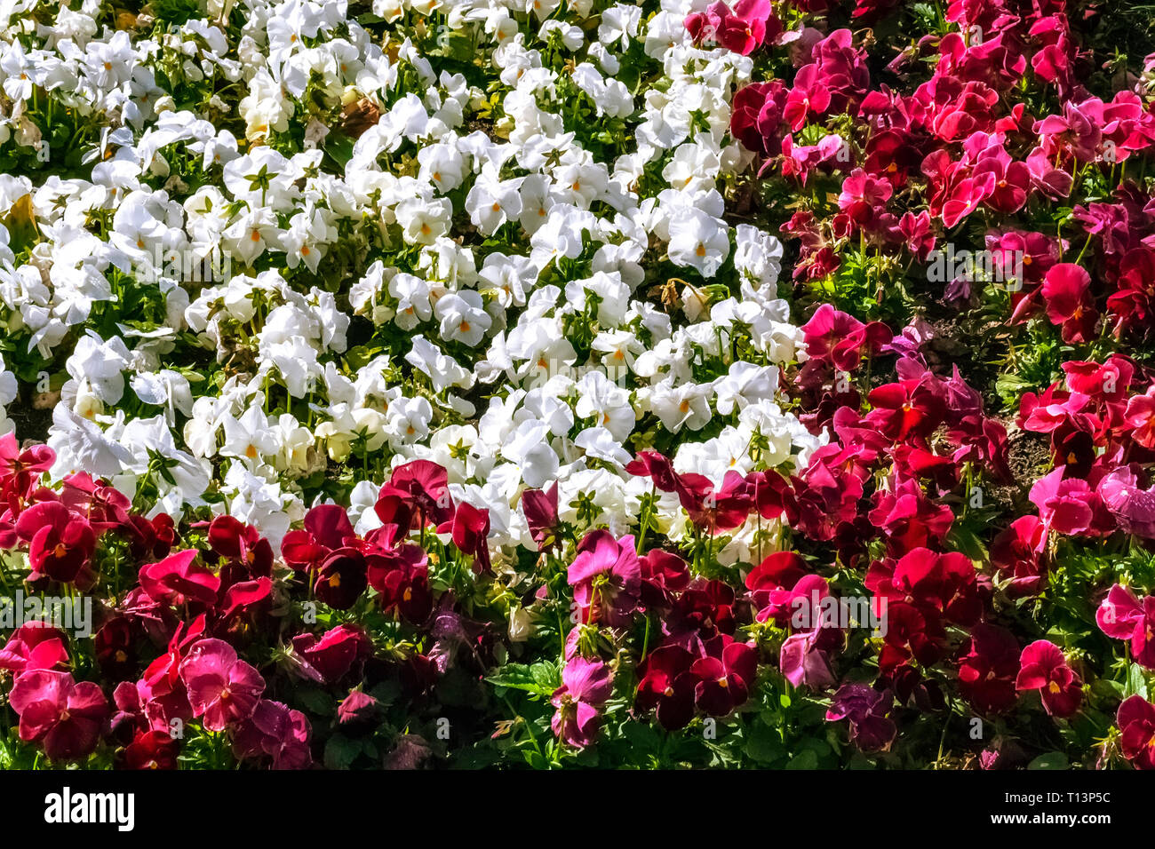 Composition of white, pink and scarlet flowers of pansy (tricolor ...