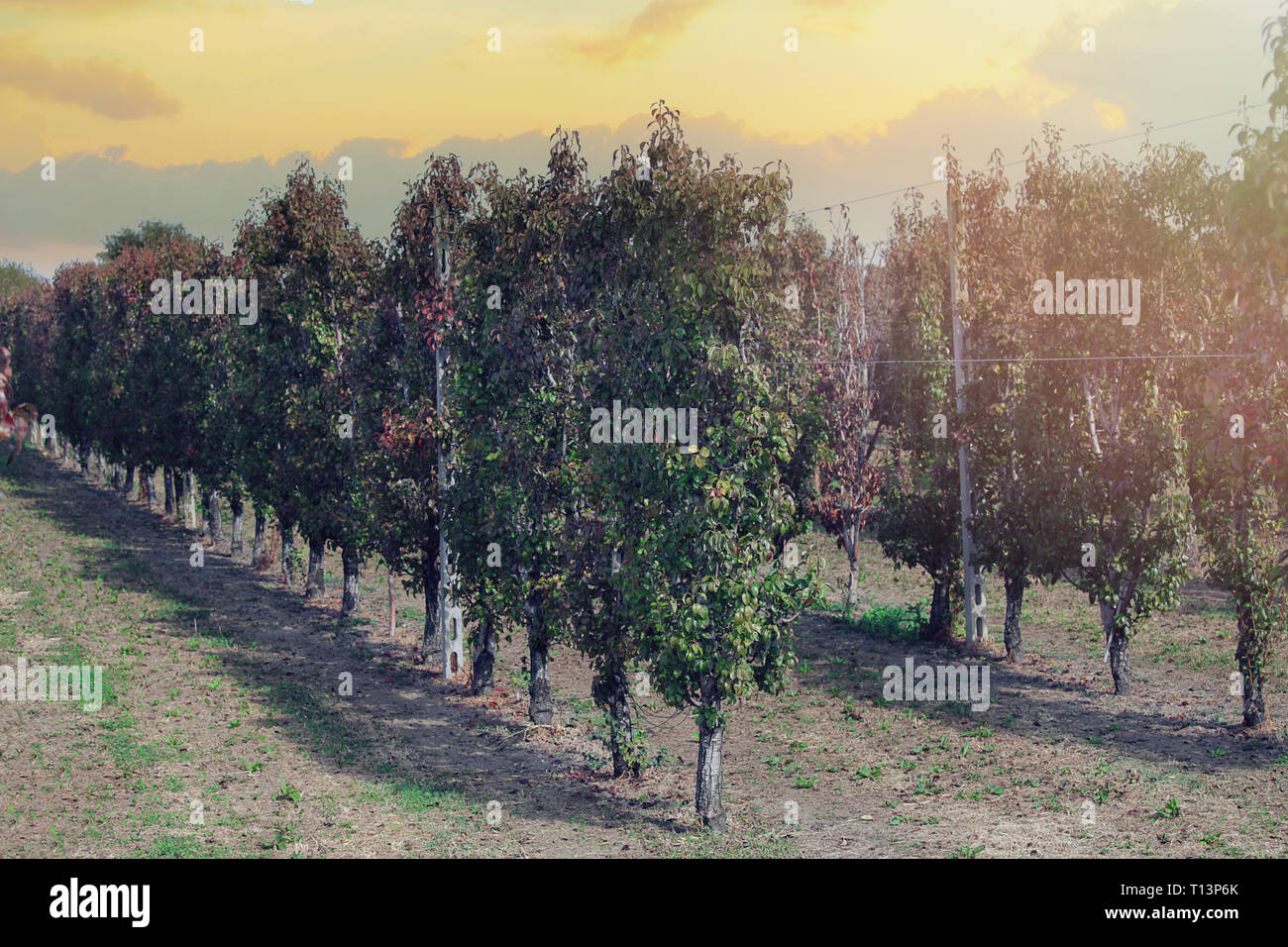Plantation young pear trees hi-res stock photography and images - Alamy