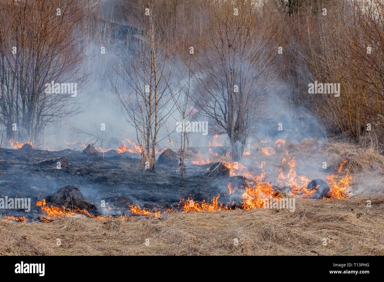 A strong fire spreads in gusts of wind through dry grass, smoking dry ...