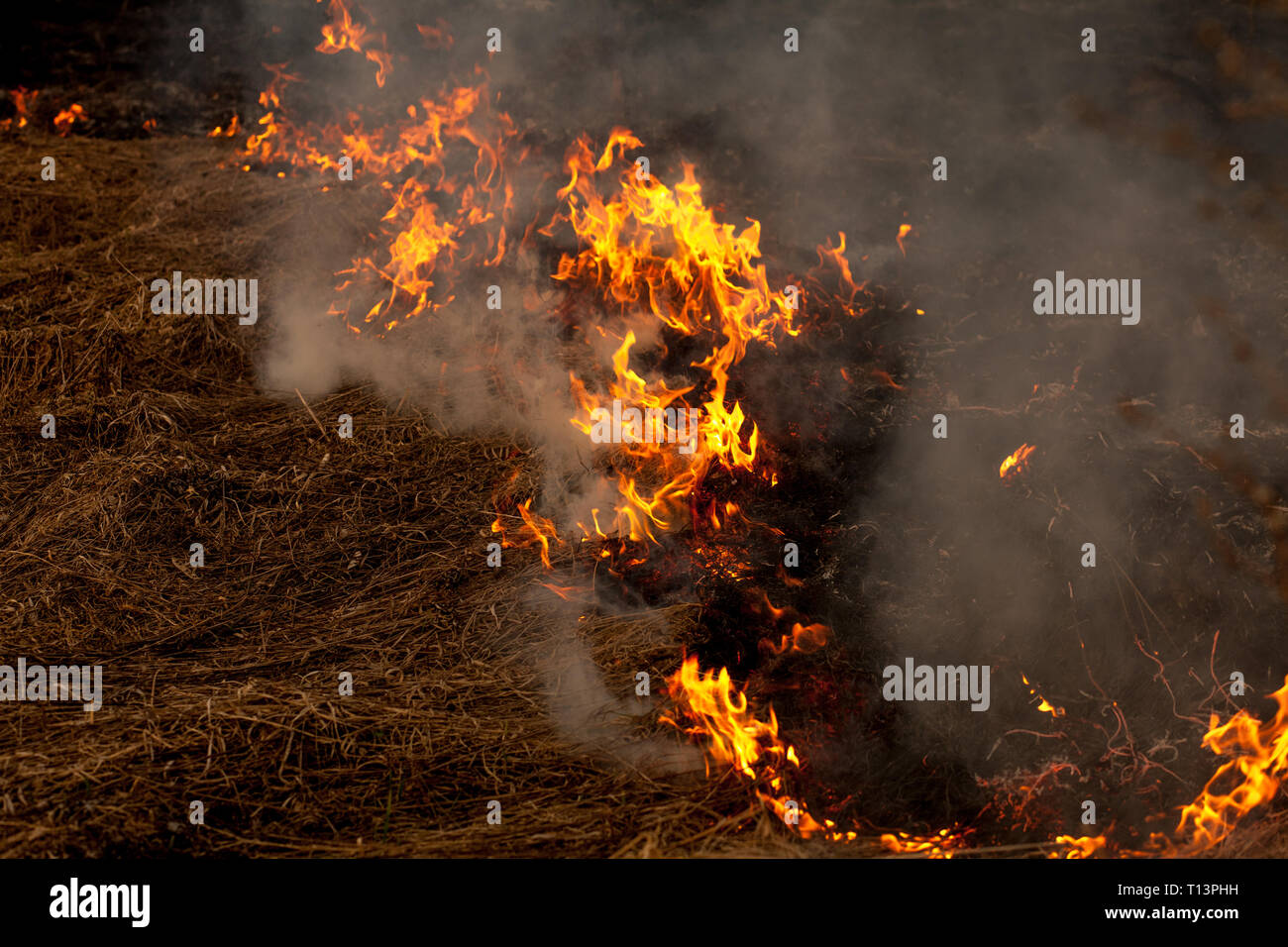 A strong fire spreads in gusts of wind through dry grass, smoking dry ...
