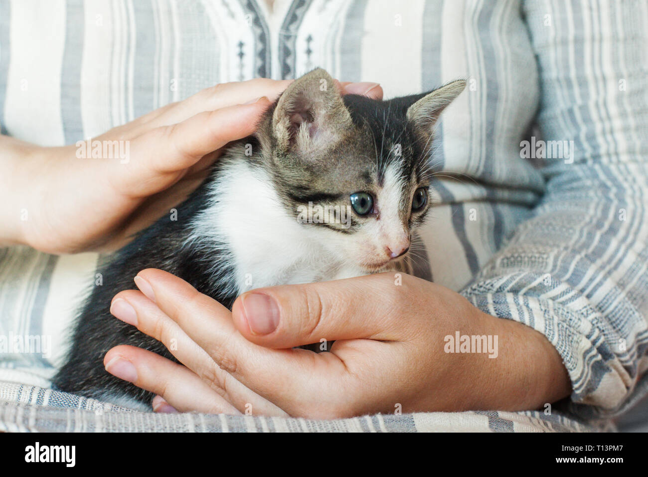 Kitty in hands close hi-res stock photography and images - Alamy