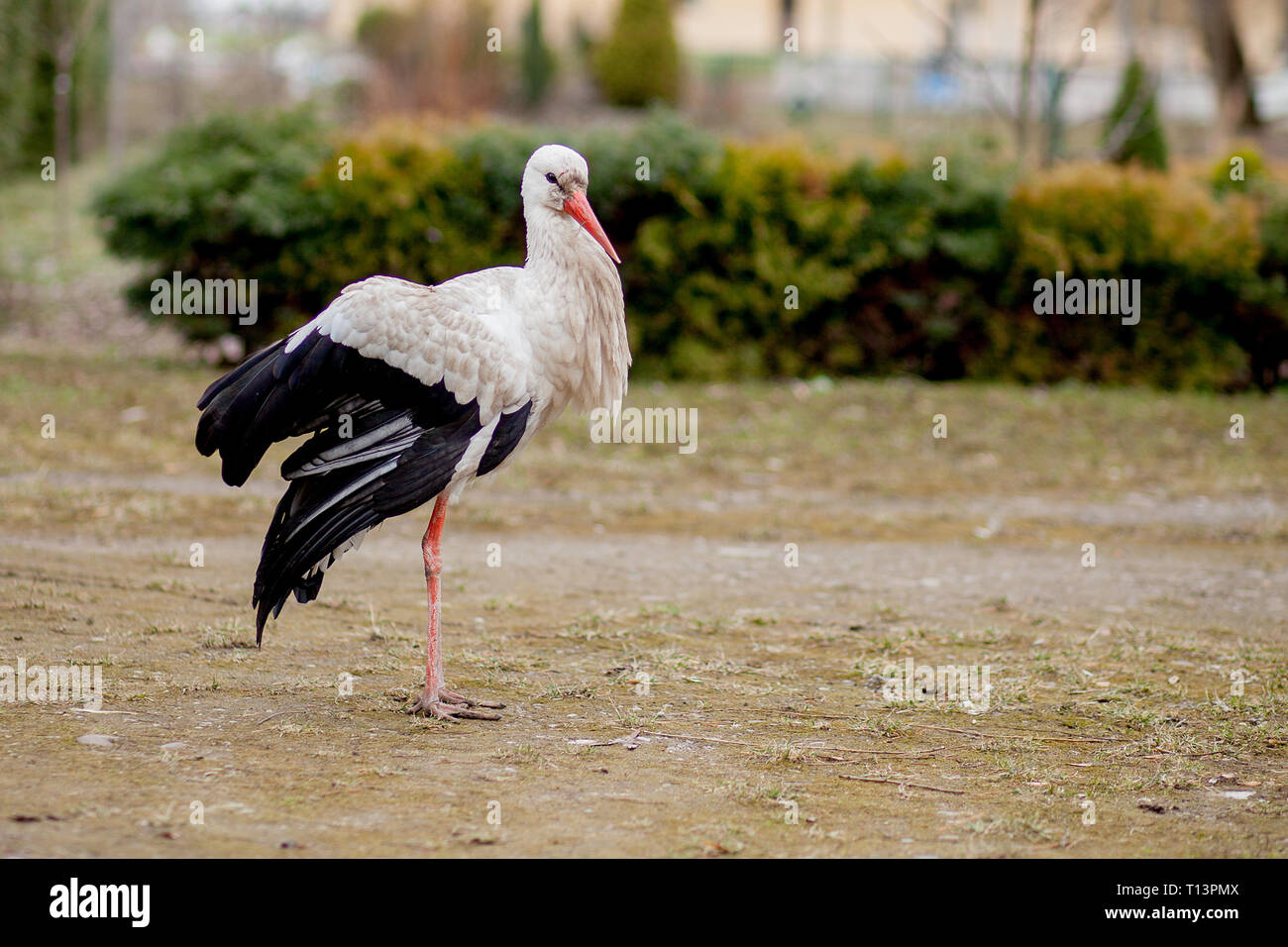White stork in natural habitat walking and searching for food, Poplar ...