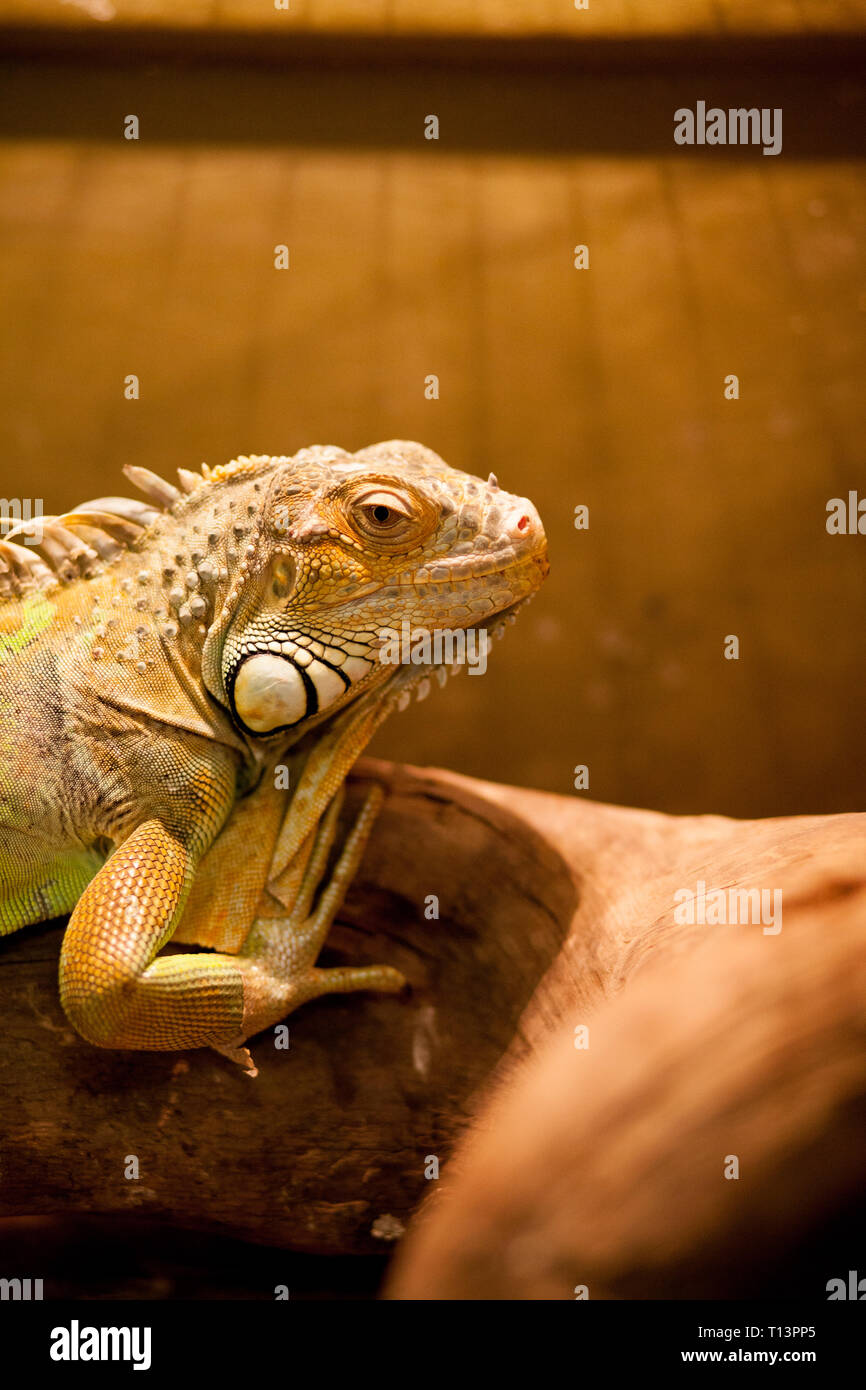 Green iguana, also known as American iguana, is a large, arboreal ...