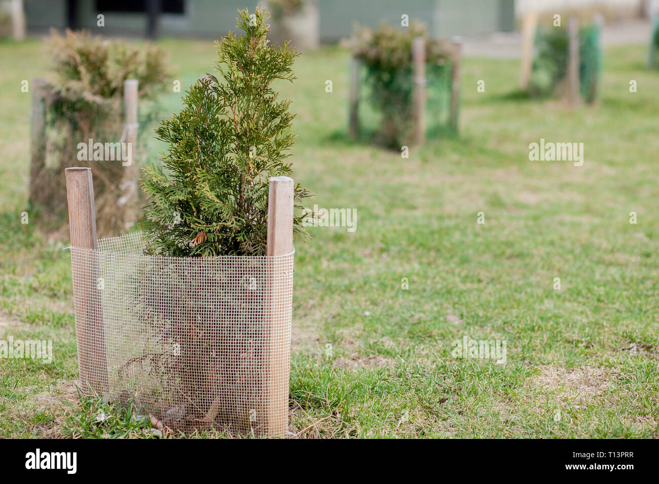 fence for seedlings, young tree seedling in the garden Stock Photo - Alamy