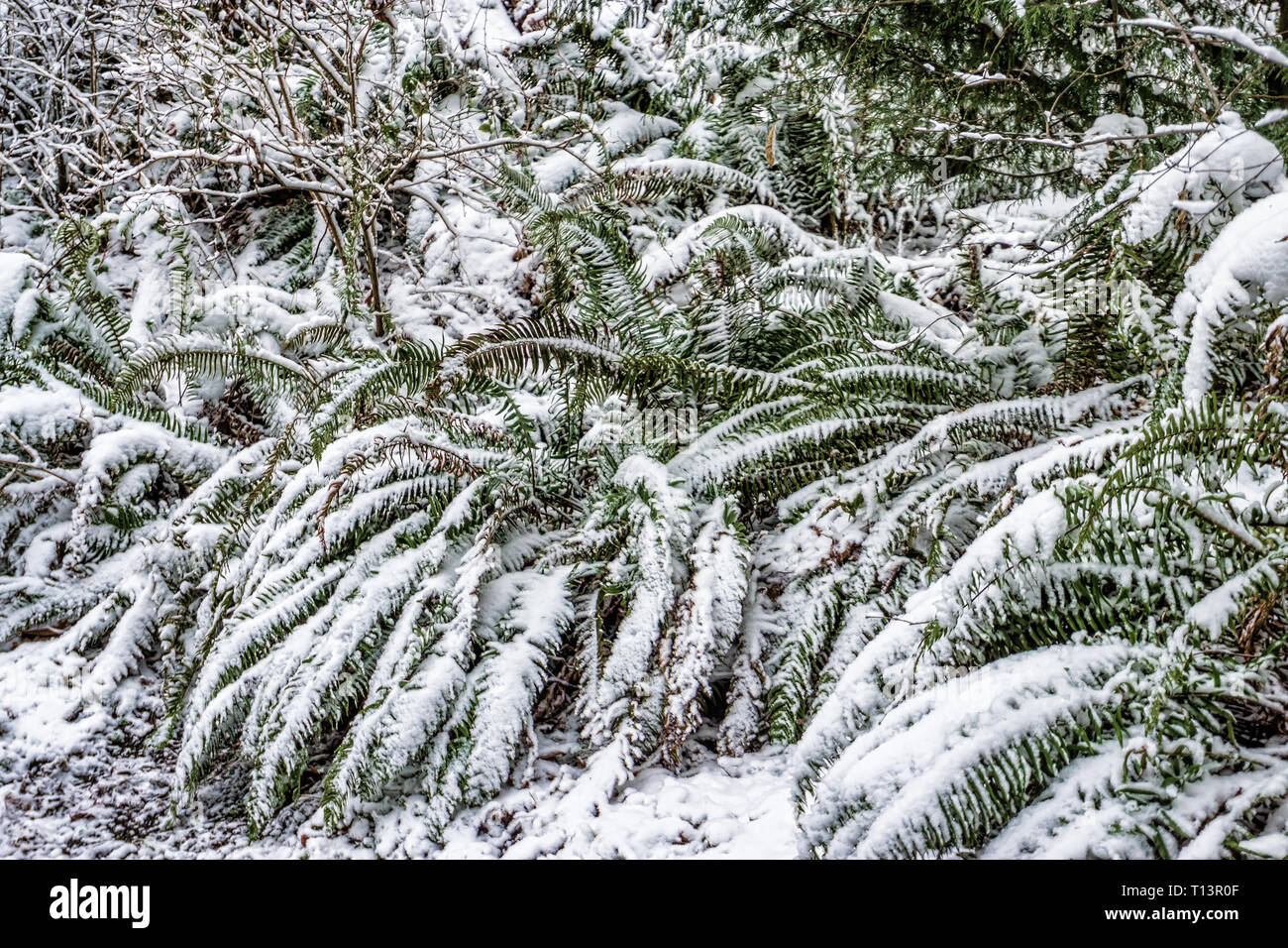 Ferns in snow hi-res stock photography and images - Alamy
