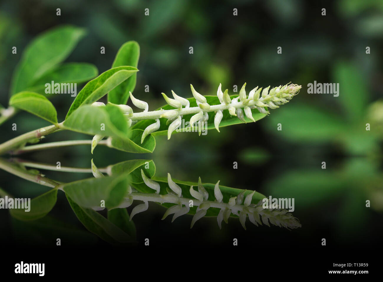 Wonderful flower arrangement hi-res stock photography and images - Alamy