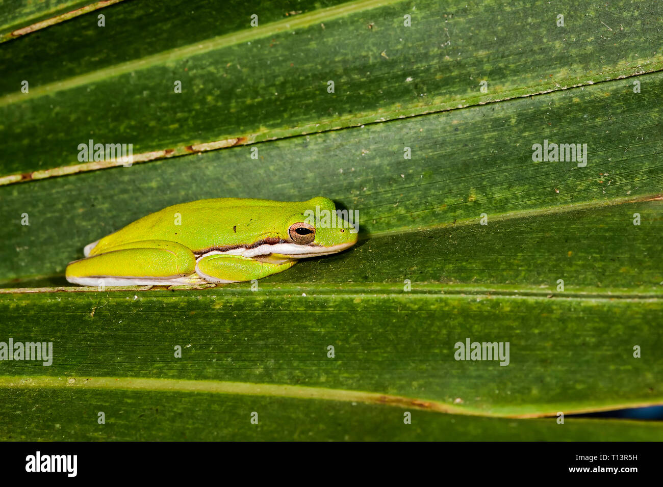 Florida tree frog hi-res stock photography and images - Alamy