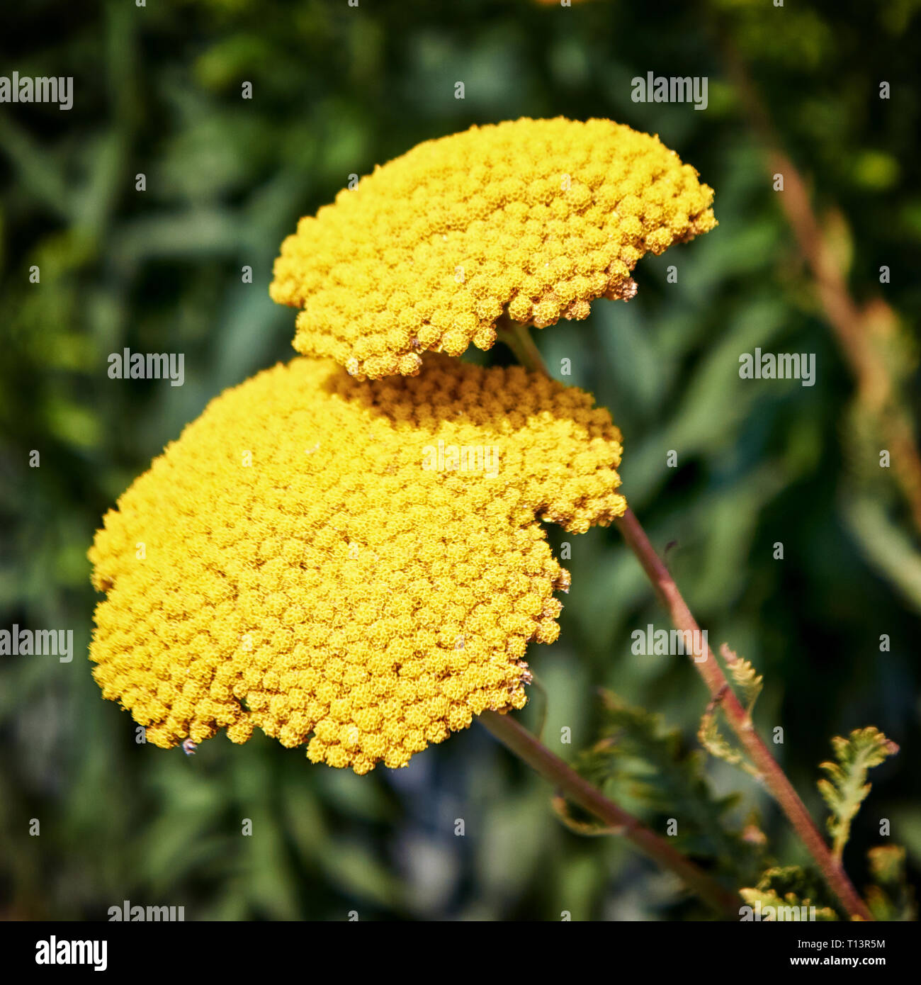 Achillea coronation hi-res stock photography and images - Alamy