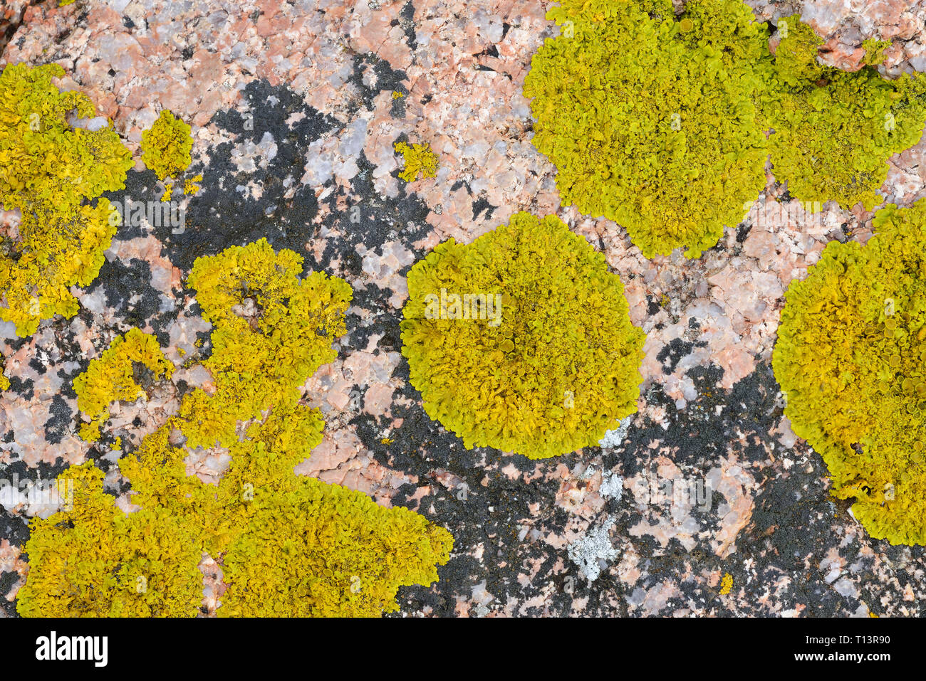 Lichen pattern hi-res stock photography and images - Alamy